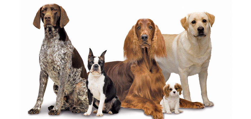 AKC Canine Health Foundation Celebrates 25 Years | Purina Pro Club