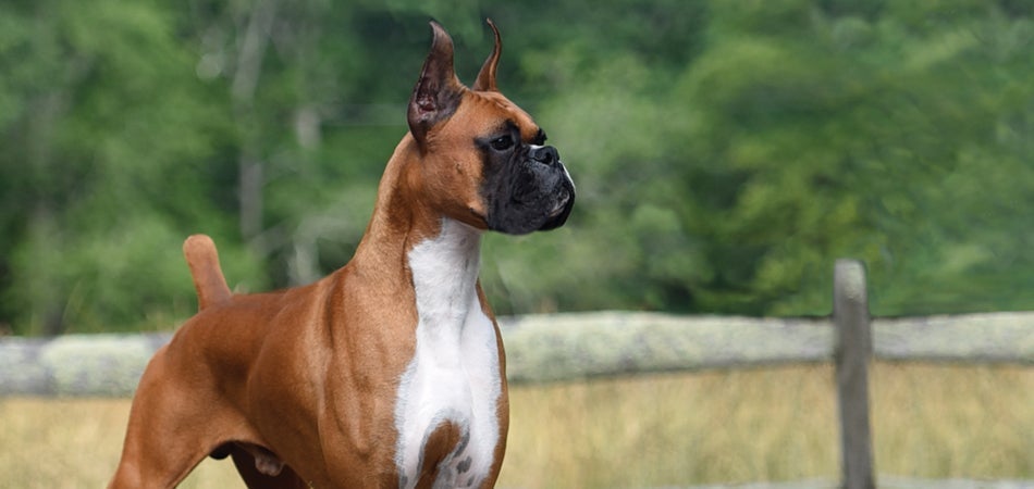 DNA Tests Aid Understanding of ARVC & DM in Boxers | Purina Pro Club