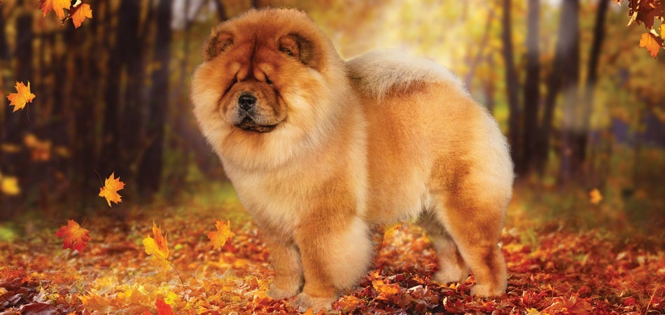 No. 1 Chow Chow All Systems in 2019 & 2020 Is Thor | Purina Pro Club