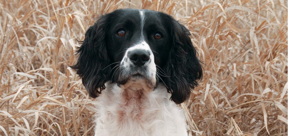 Field English Springer Spaniel