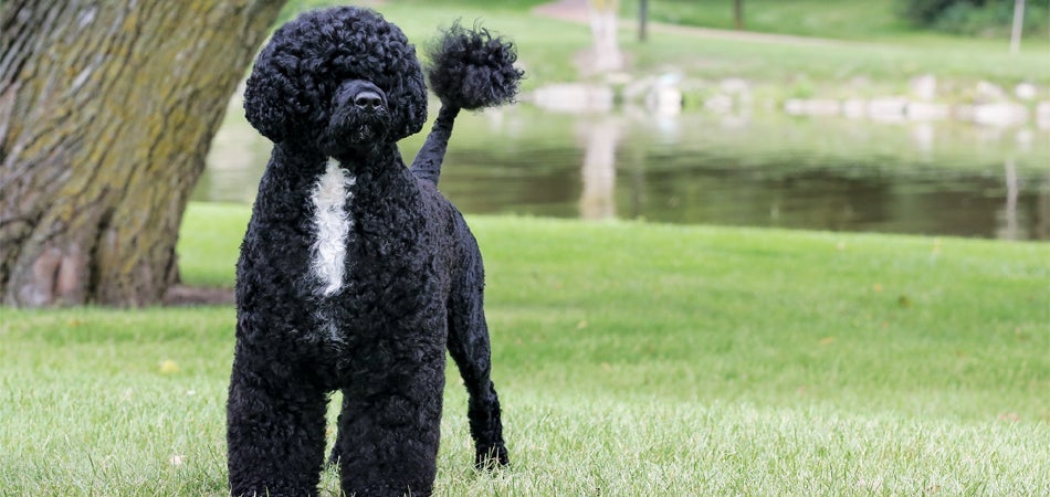 Portuguese Water Dog Portuguese Water Dog Description: History And