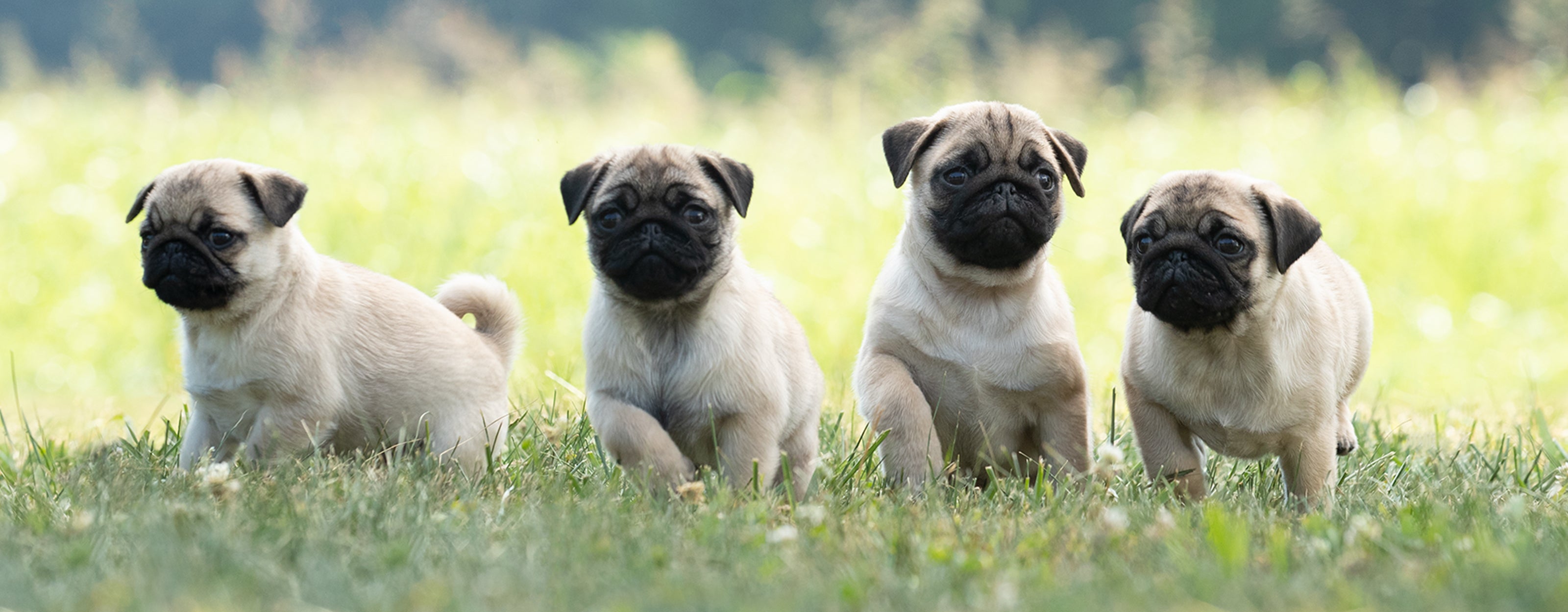 Breeding Healthy Dogs Tips & Tricks: Part 1 | Purina Pro Club