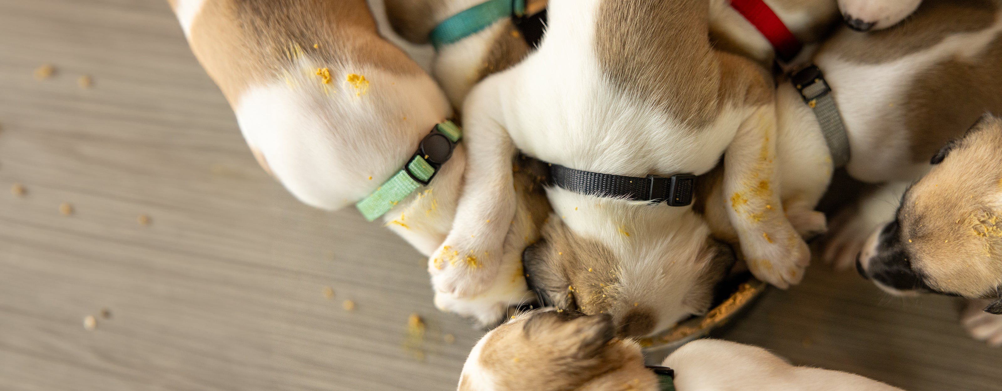 Good Dog Webinar: Puppy Care 6-12 Weeks | Purina Pro Club