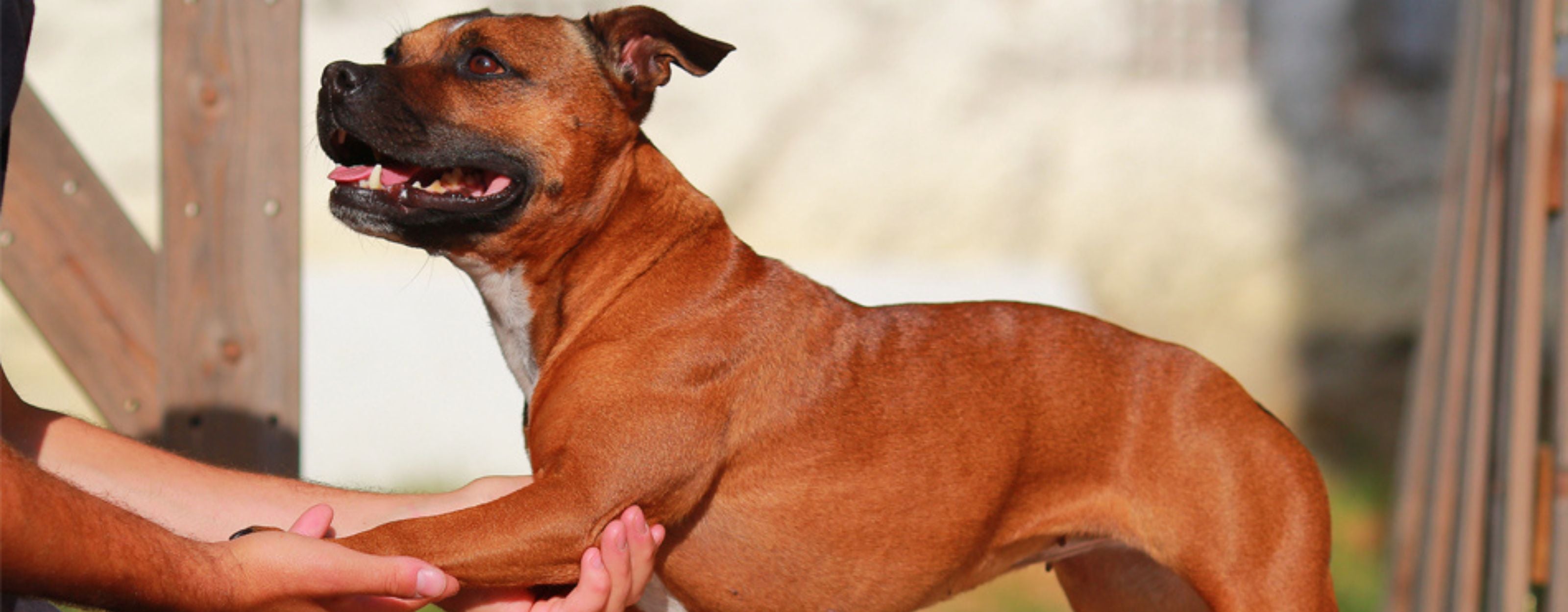 Agility Warm Up Exercises Help Dogs Stay Focused | Purina Pro Club