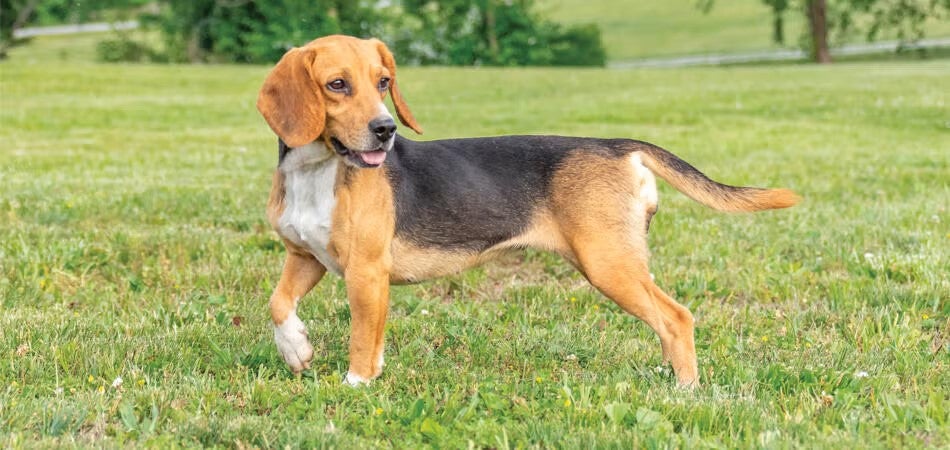 Beagles win 2021 AKC National SPO Championship | Purina Pro Club