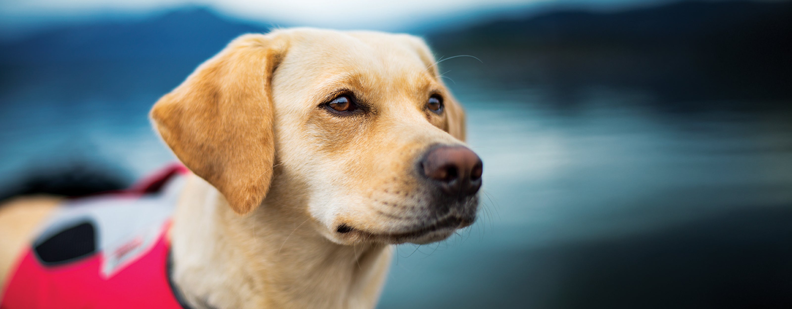 Dog Masticatory Muscle Myositis Early Diagnosis | Purina Pro Club