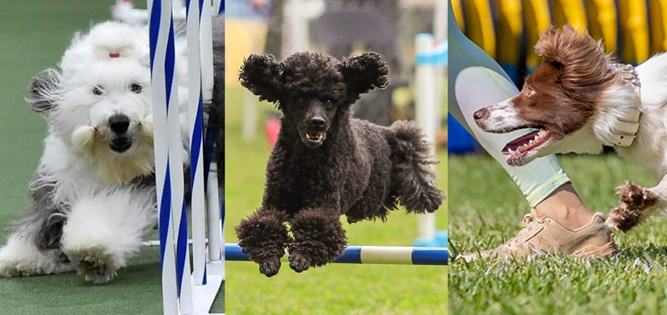 Freshman Competitors Head To First AKC Championship | Purina Pro Club