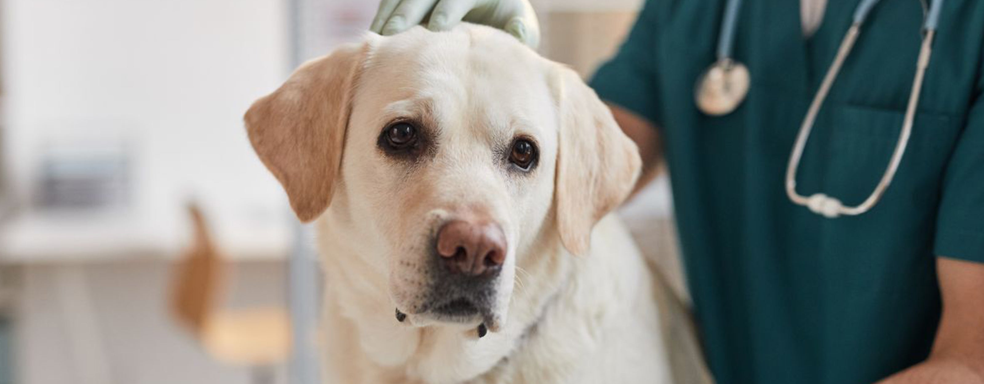 Canine Health Testing , Breeding Programs & the OFA | Purina Pro Club