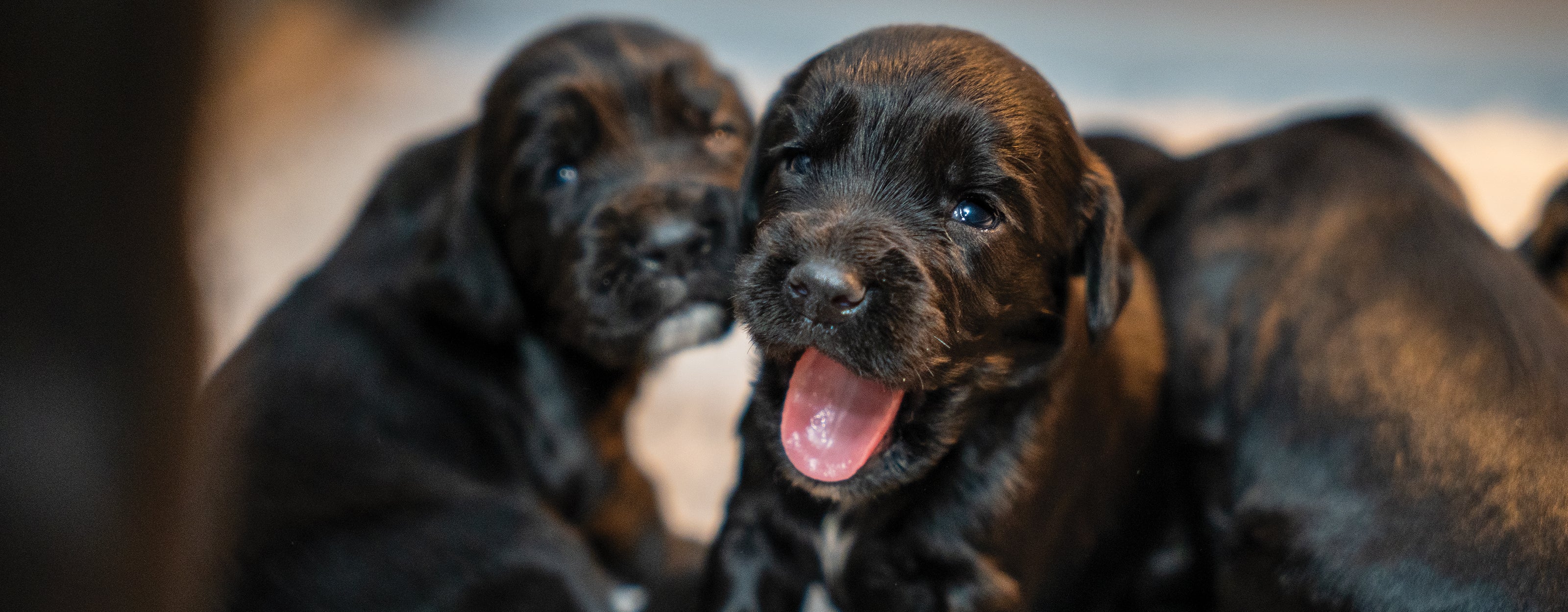 Canine Dystocia: A Reproductive Emergency | Purina Pro Club