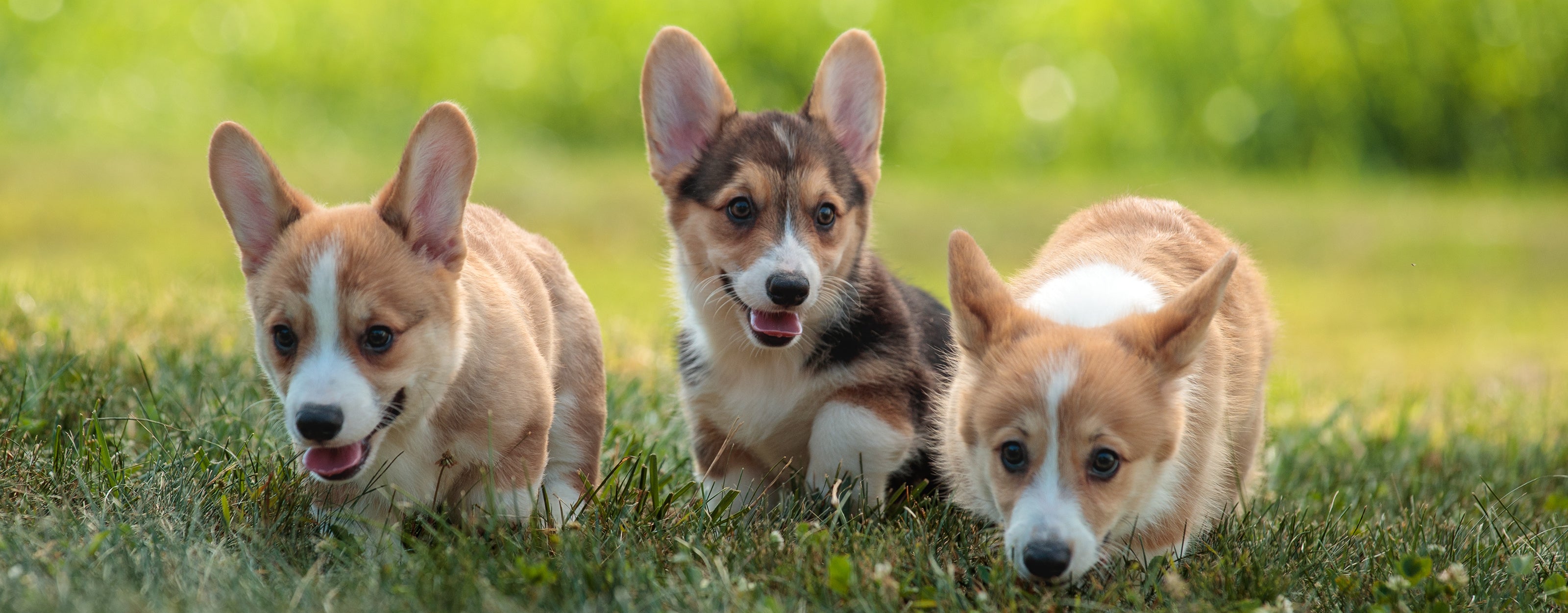 Good Dog Webinar: Common Dog Breeding Problems | Purina Pro Club