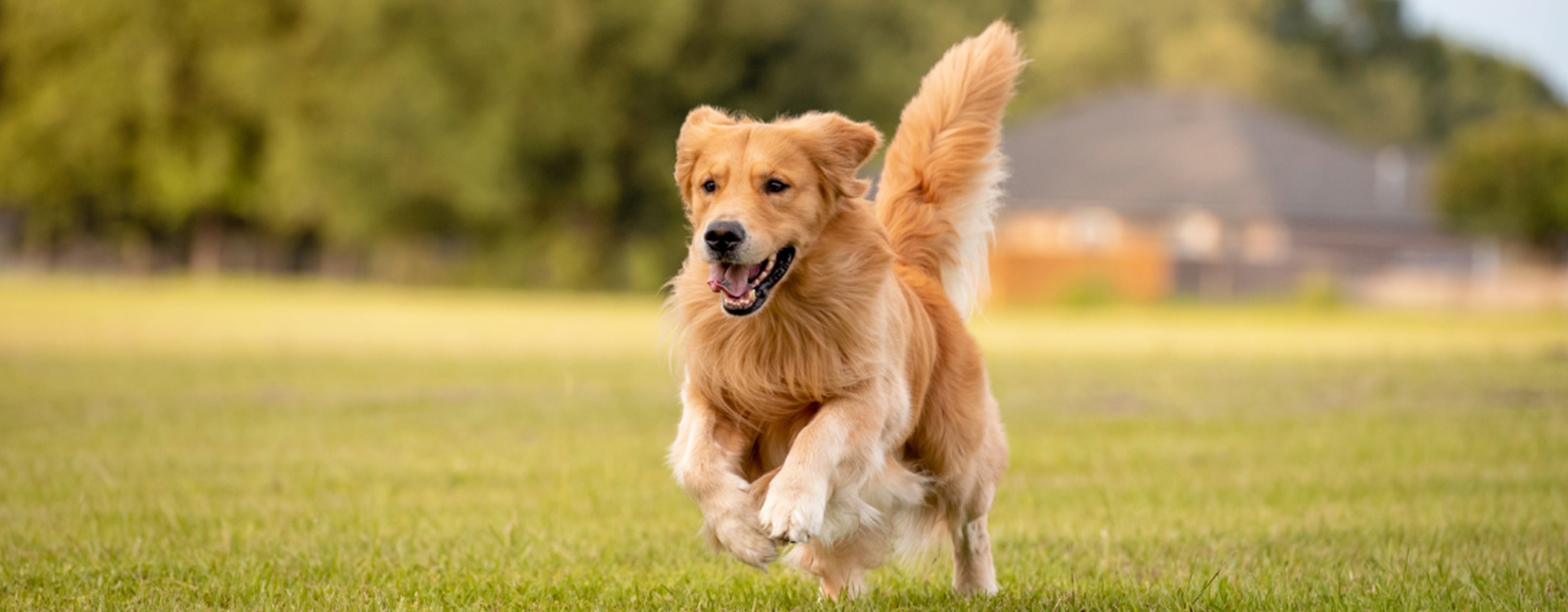 Good Dog Webinar: Genetic Testing for Dog Breeders | Purina Pro Club
