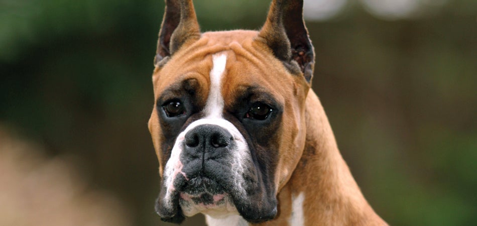 Mast Cell Tumors in Boxer Dogs Research | Purina Pro Club