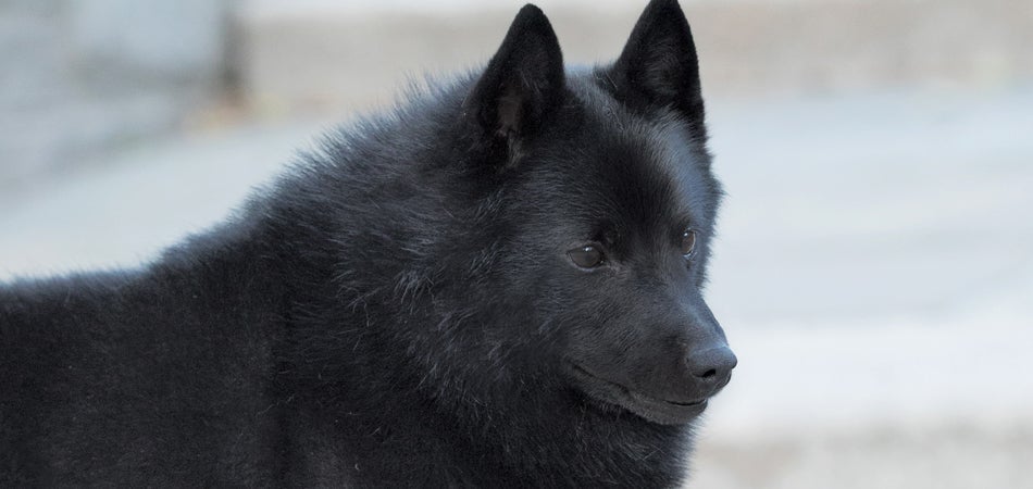 Colton the Schipperke Sets Breed Record | Purina Pro Club