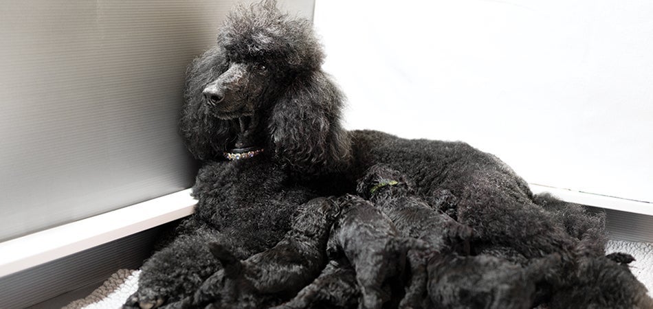 Dog Labor Stages: How to Prepare for Puppies | Purina Pro Club