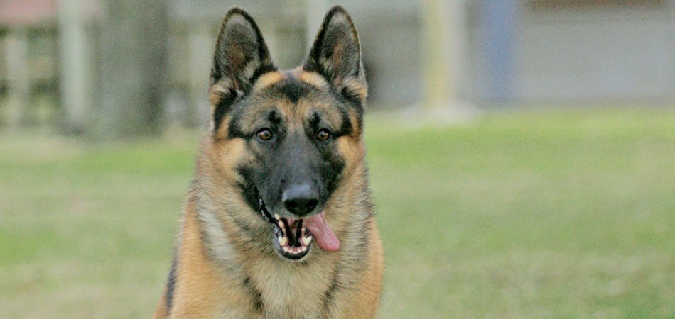 Hemangiosarcoma in German Shepherds Research Study | Purina Pro Club