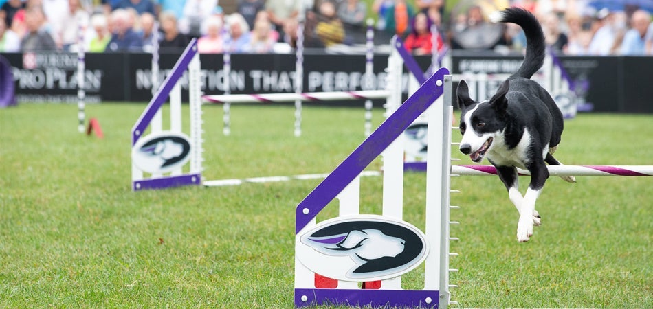 Fun at the Purina Incredible Dog Challenge | Purina Pro Club
