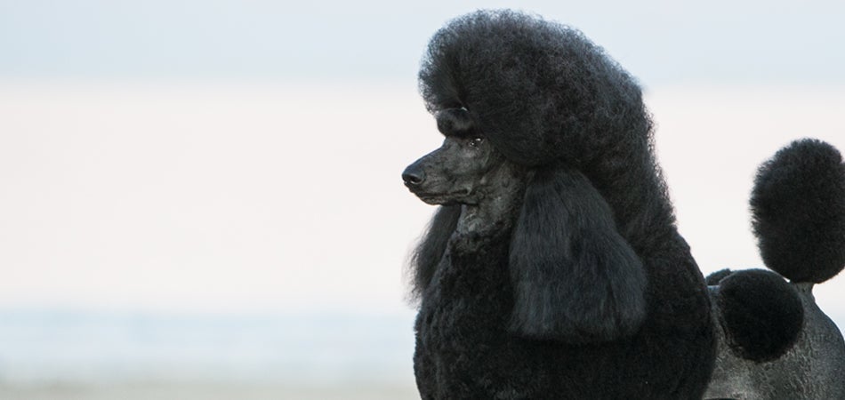 Poodle Eye Diseases: Benefits from Owner Support | Purina Pro Club