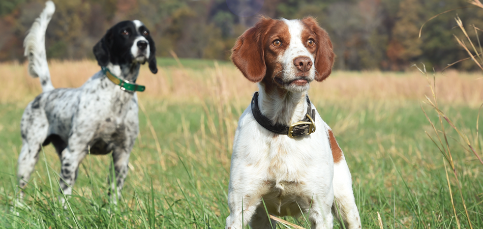Choosing The Right Hunting Dog for YOU Purina Pro Club