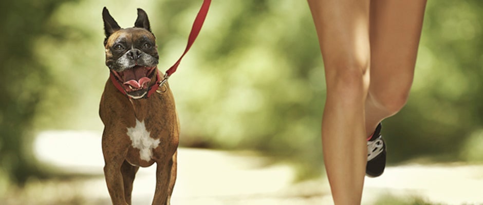 Dog Endurance Training: Why Diet & Training Matter | Purina Pro Club