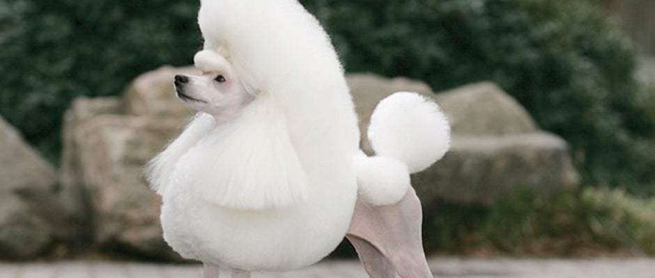 Researchers Seek Genetics Behind Poodle Eye Diseases | Purina Pro Club