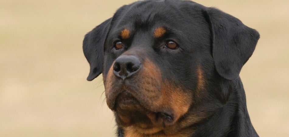 Hemangiosarcoma Research May Benefit Rottweilers | Purina Pro Club