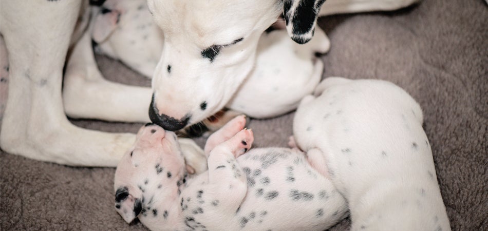 Preparing for Puppies: Signs and Stages of Dog Labor | Purina Pro Club