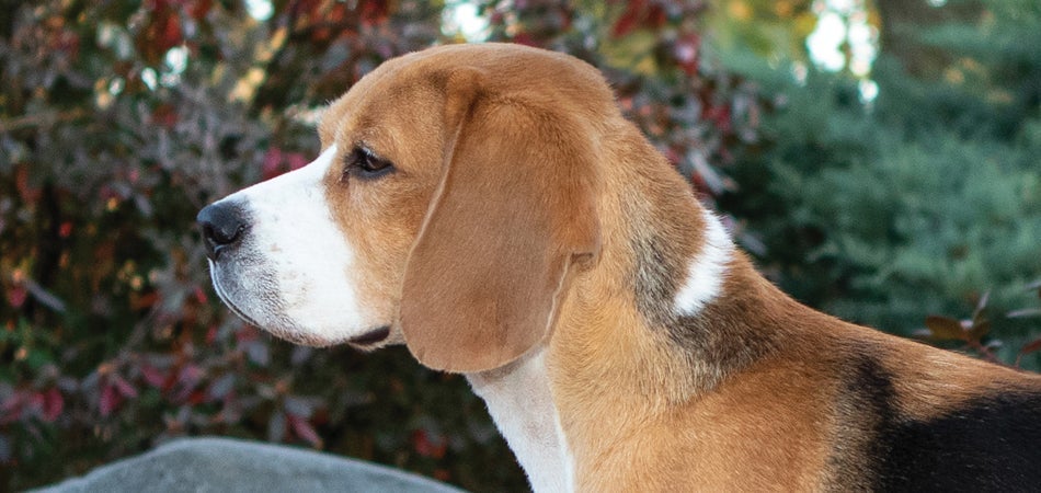 Tam' a 15-Inch Beagle, Is No. 1 Two Years in a Row| Purina Pro Club