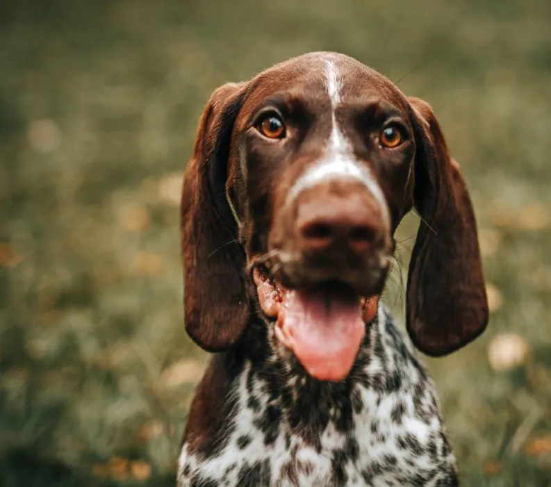 Good Dog Webinar: Welfare of Breeding Dogs | Purina Pro Club